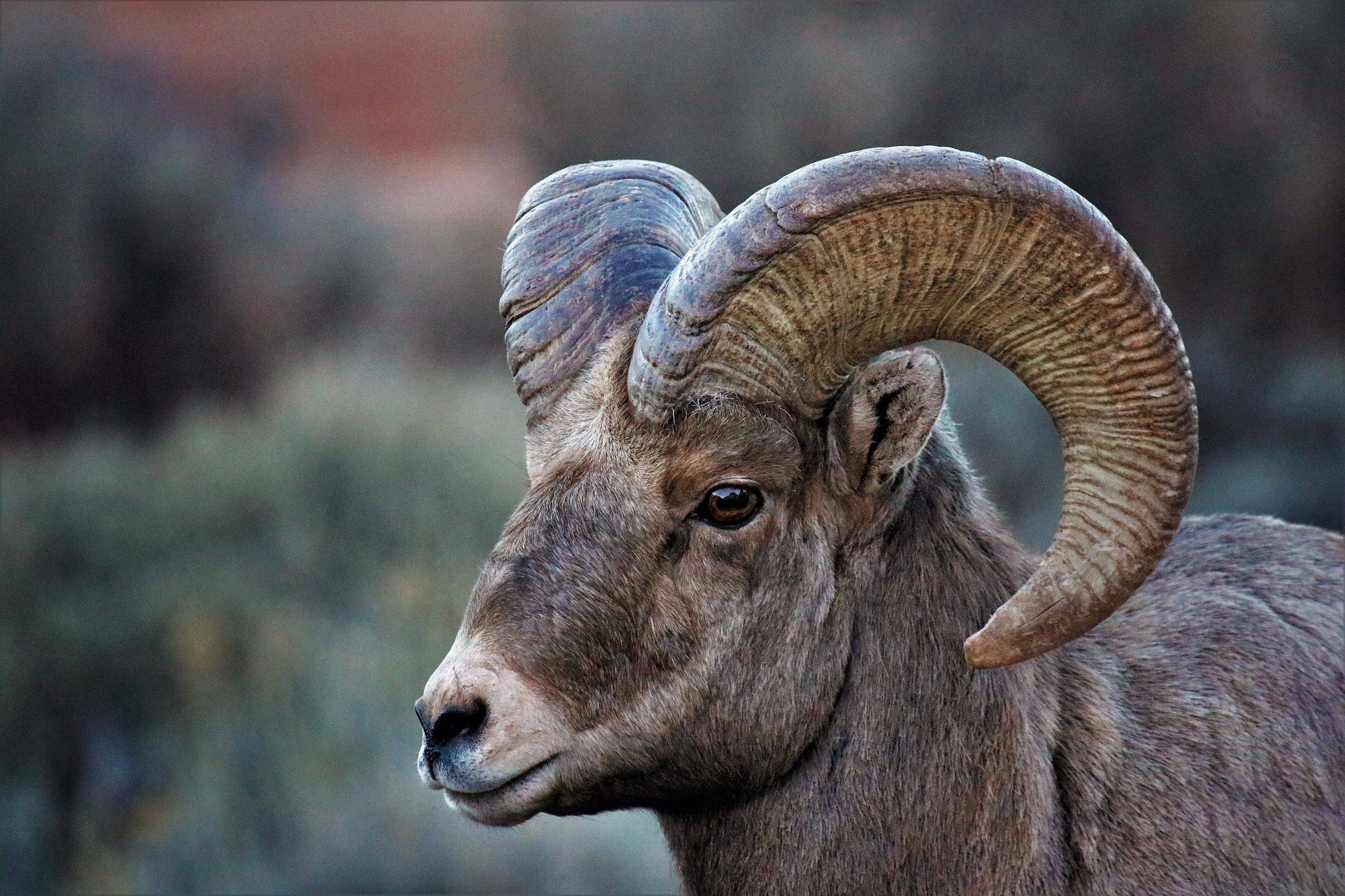 homepage - Wyoming Wild Sheep Foundation