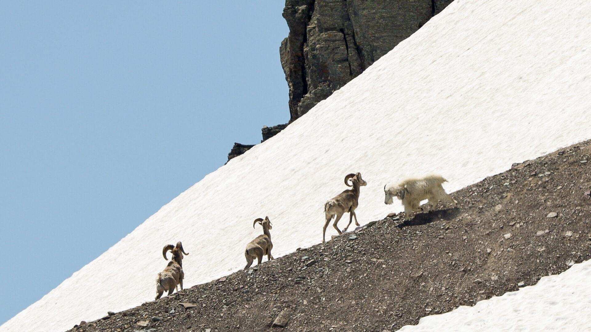 In the Rockies, goats beat bighorn sheep - Wyoming Wild Sheep Foundation